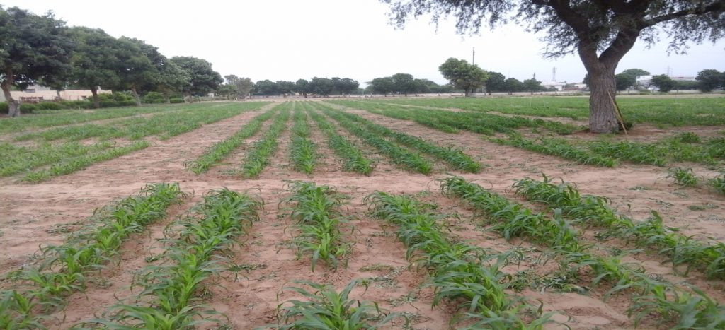 Welcome To Swami Kheswanand Rajashan Agriculture University, Bikaner