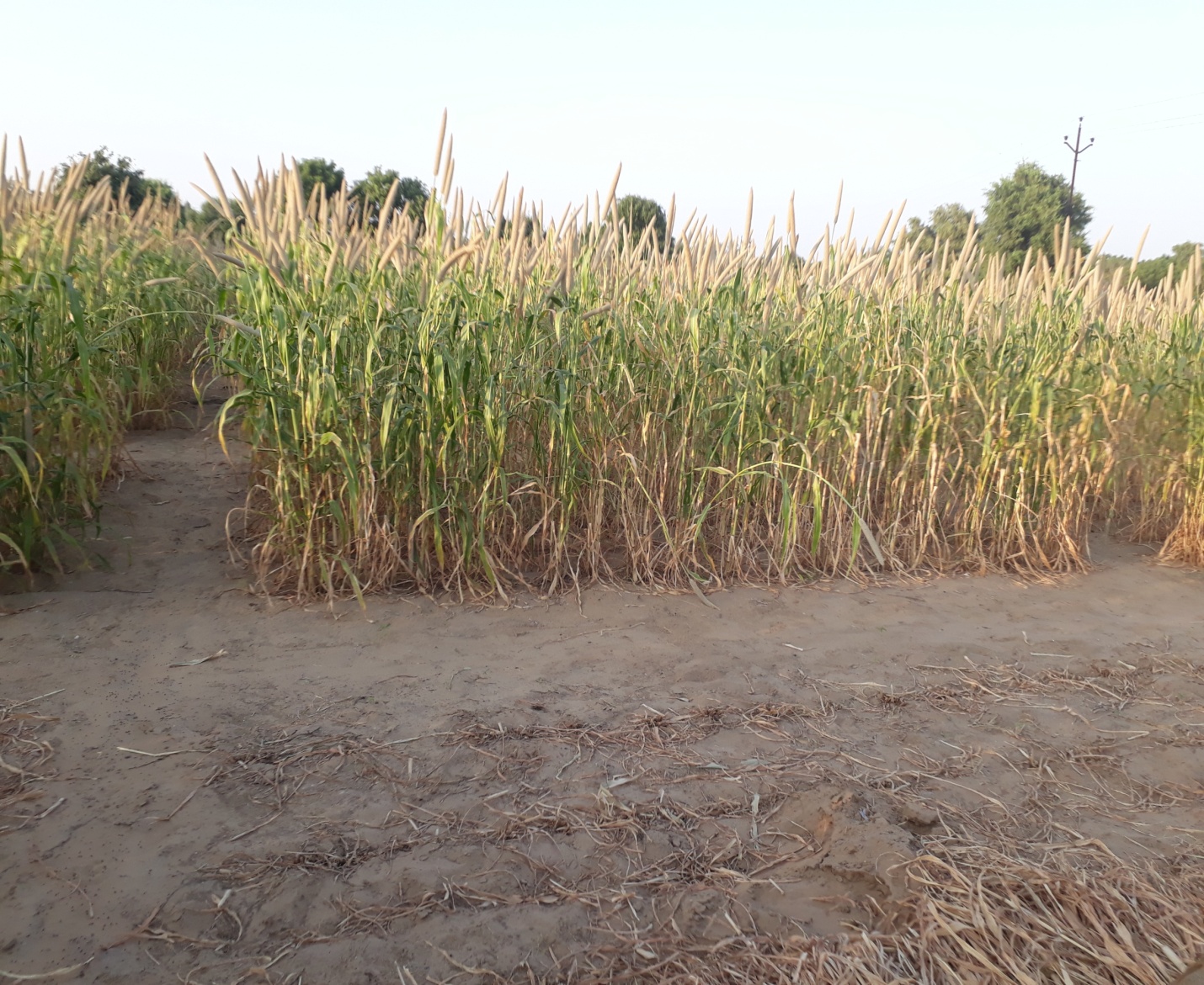 Welcome To Swami Kheswanand Rajashan Agriculture University, Bikaner